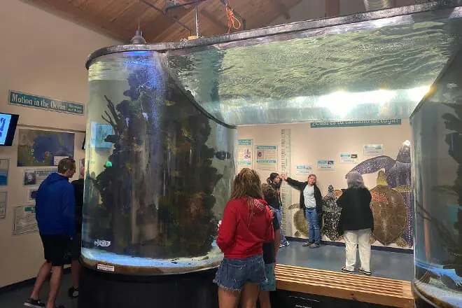 Sea Turtle, Inc.