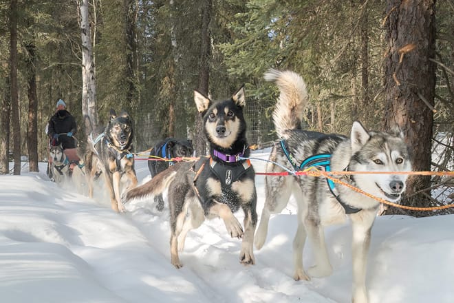 Sirius Sled Dogs Rescue