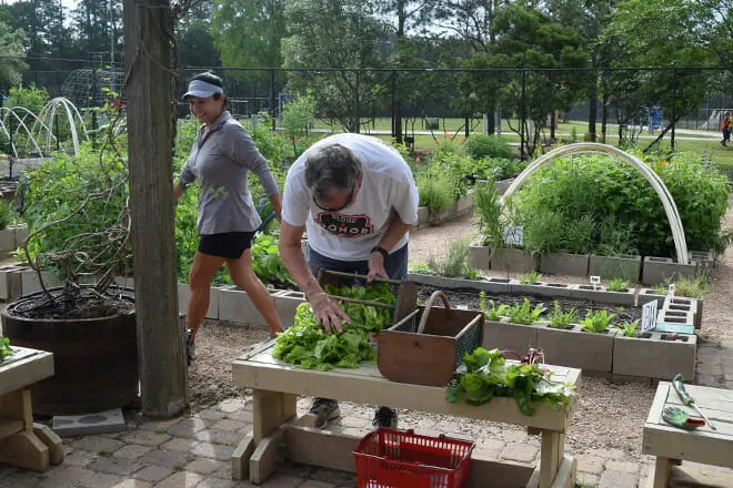  Veggie Village