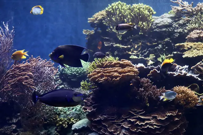 Waikiki Aquarium