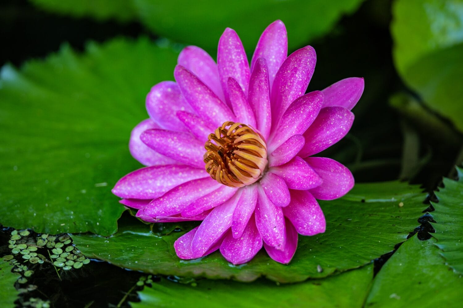 A beautiful flower in the garden