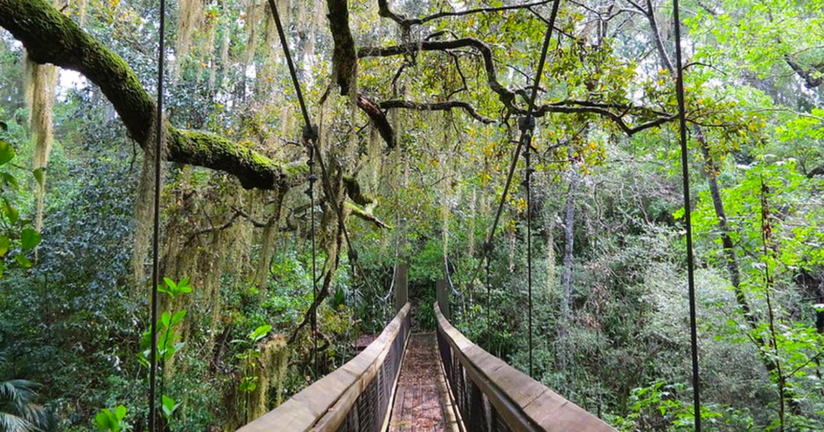 A beautiful hanging bridge in Ravine Gardens State Park
