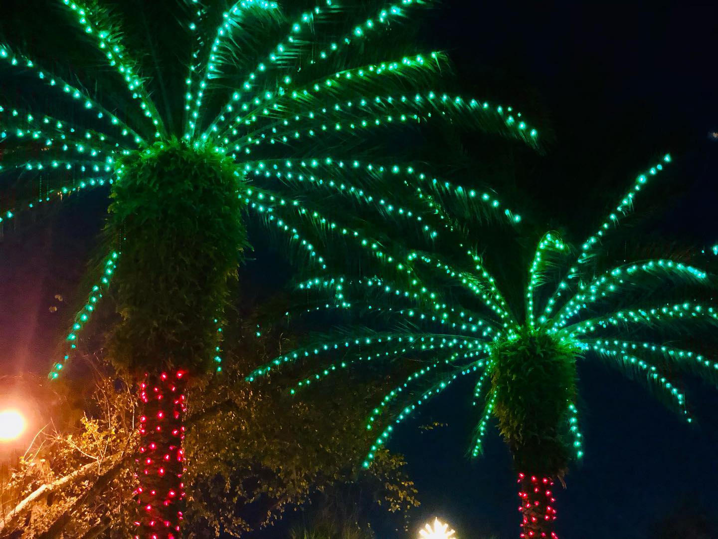 Beautiful trees adorned with dazzling holiday lights.