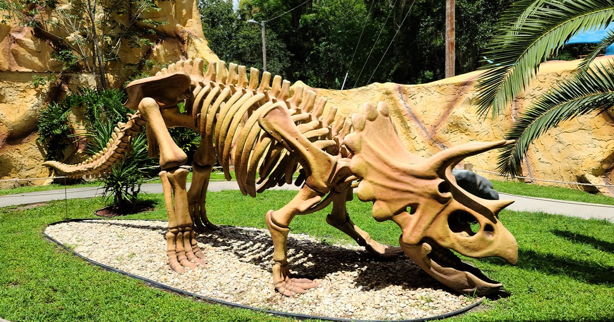 A giant dinosaur skeleton display.