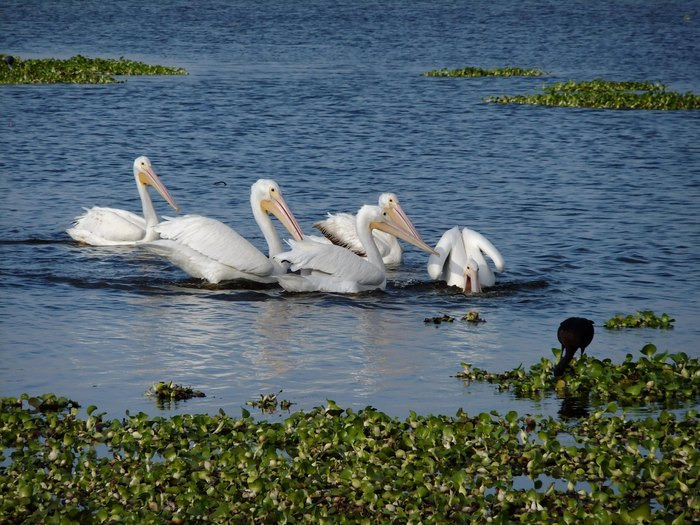 a group of white pelicans floating peacefully on a body of water with aquatic vegetation accompanied by a solitary dark bird in the foreground