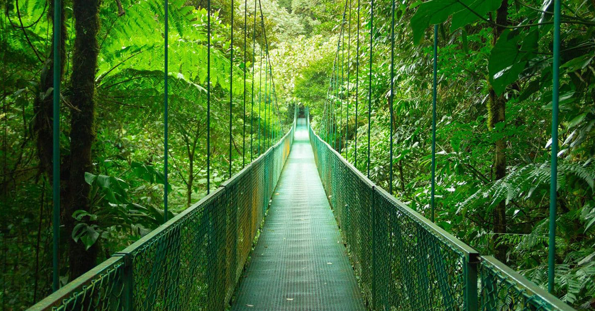 A hanging bridge amid a tropical rainforest in Costa Rica.