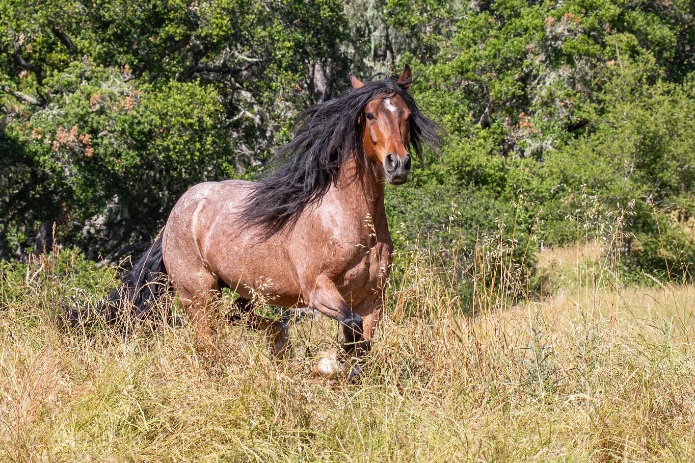 A healthy stallion in the sanctuary 