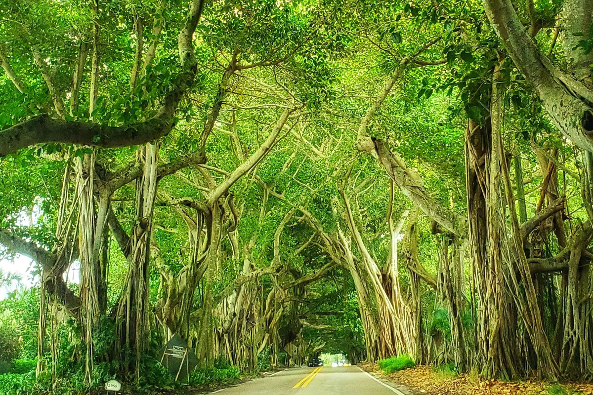 A magical shot of the vibrant trees in the scenic route