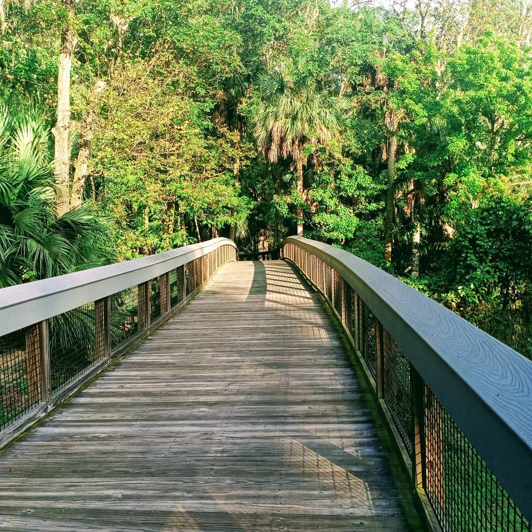A peaceful view of a boardwalk in silver springs state park