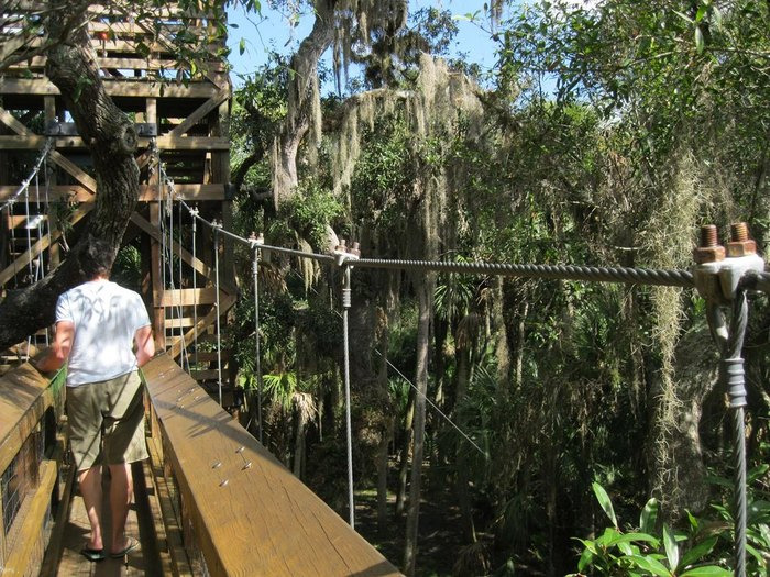 a person walks on a canopy bridge suspended among the treetops offering a unique perspective of the forest below