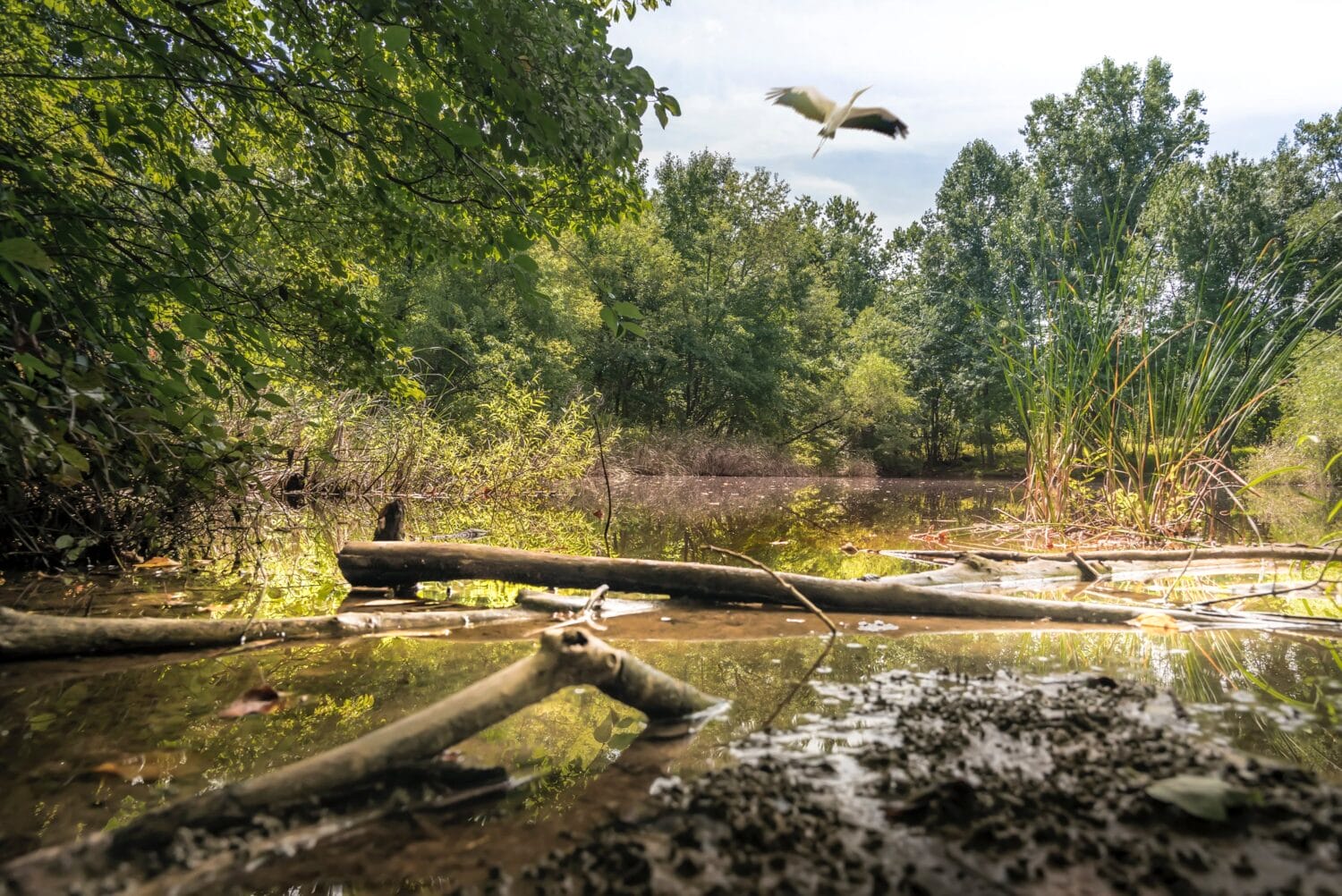 A photo of a bird flying in the nature center