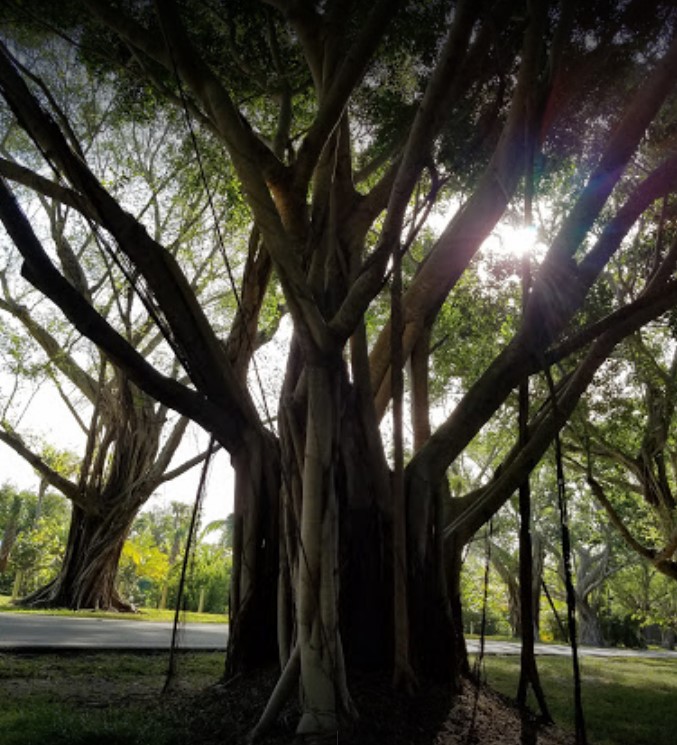 A picture of a Banyan tree