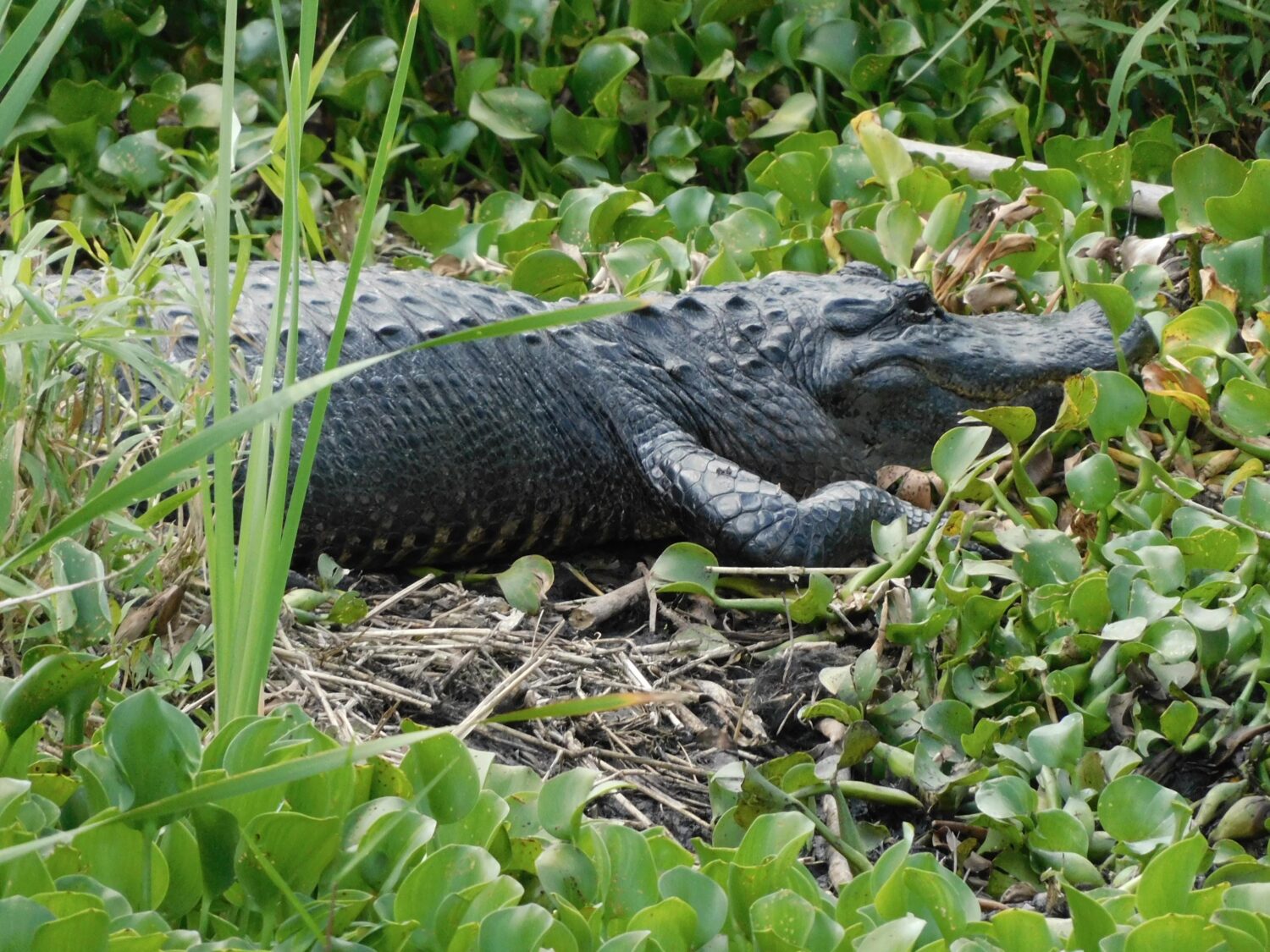 A picture of an alligator in the marsh area