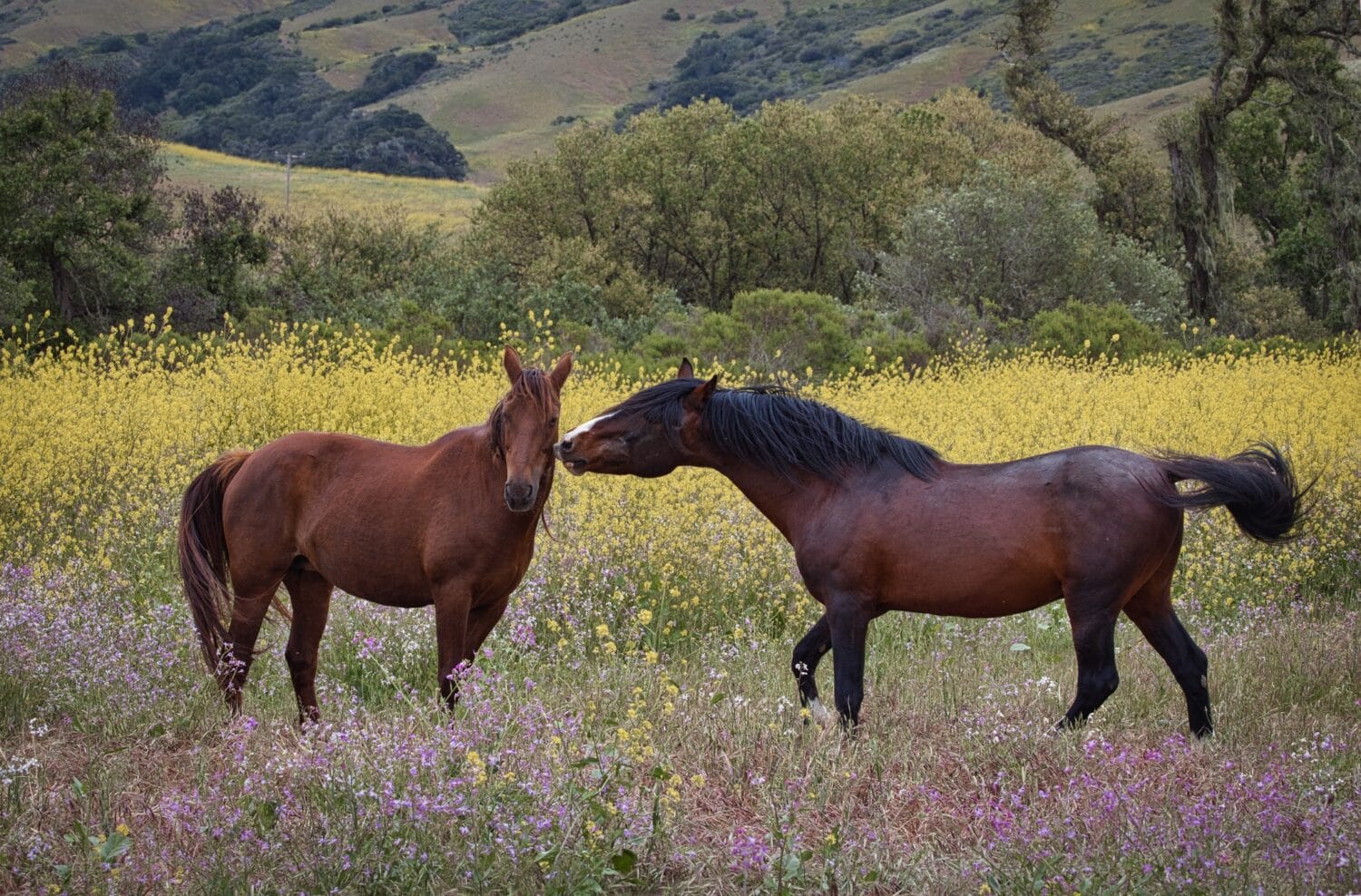 A picture of the sanctuary's wild horses