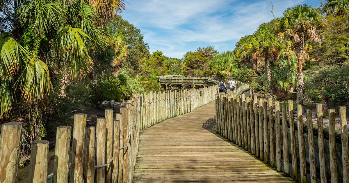 A shot of a wooden pathway at the Alligator Farm.