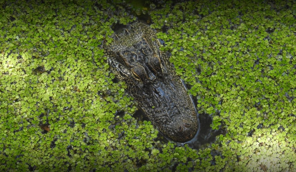 a shot of an alligator