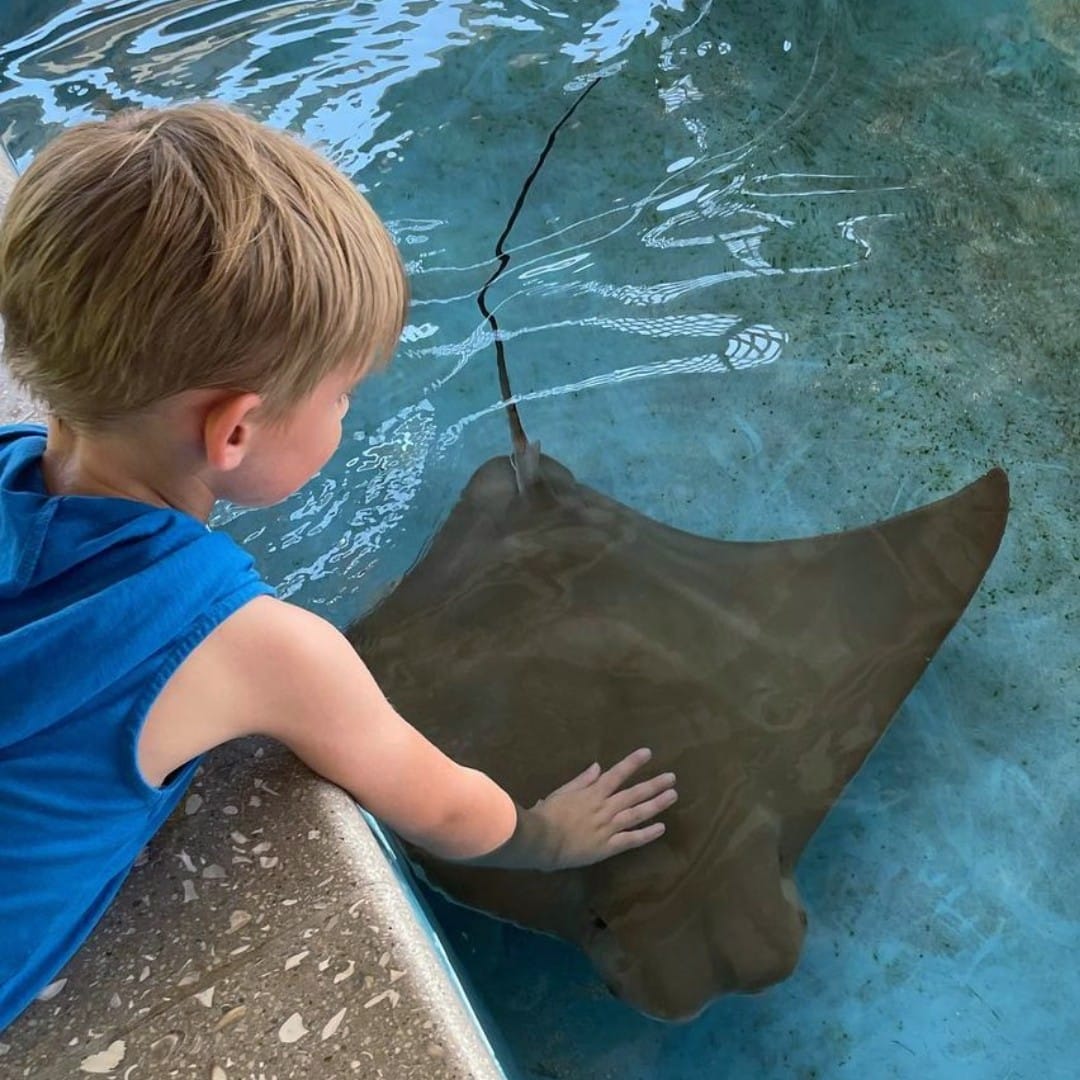 a snapshot of a little boy petting a stingray