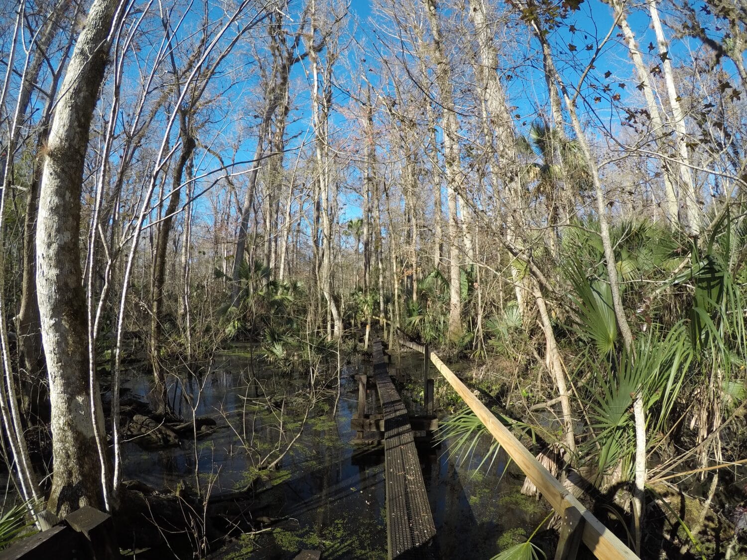 A  swampy area along the trail