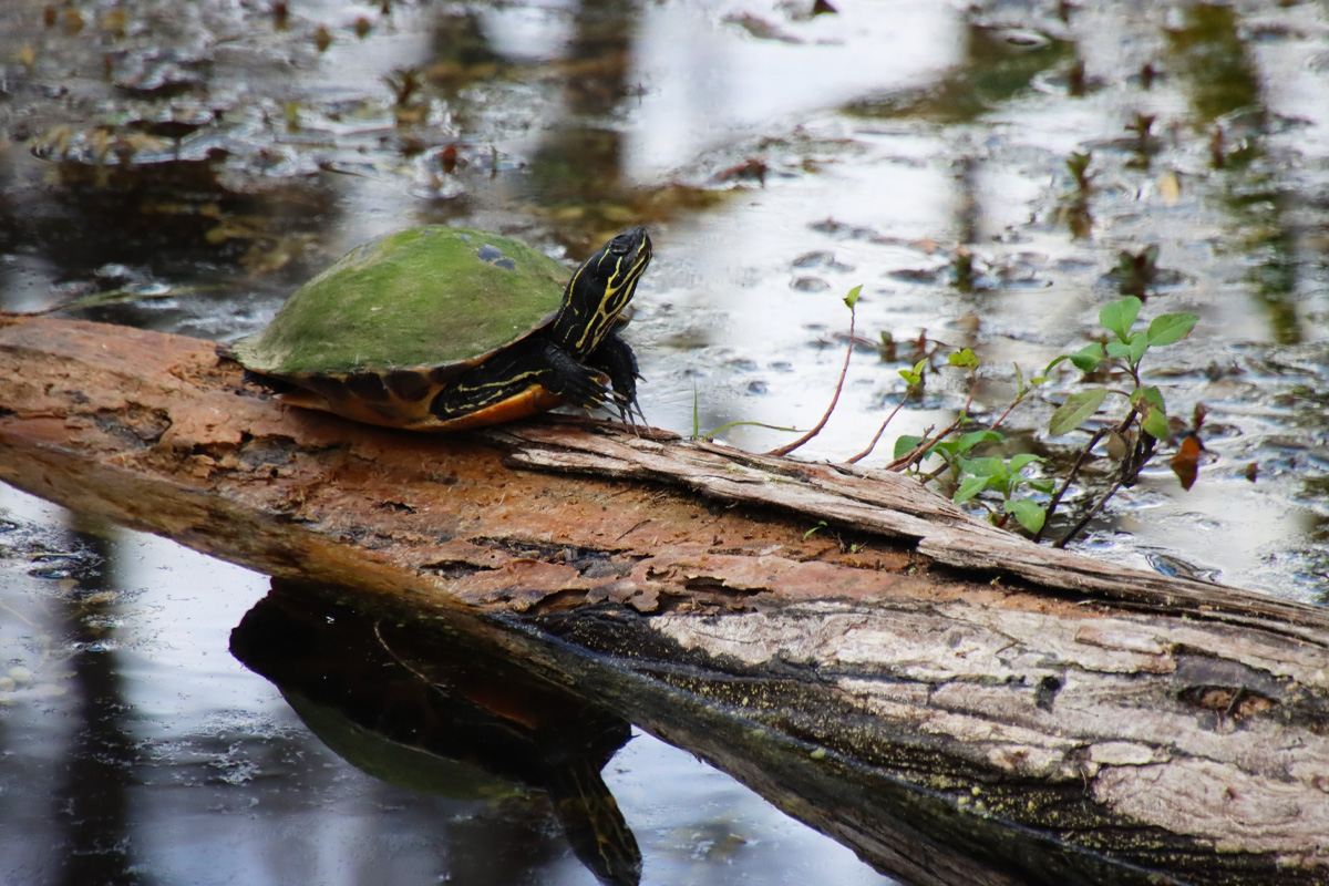 A turtle on the swamp
