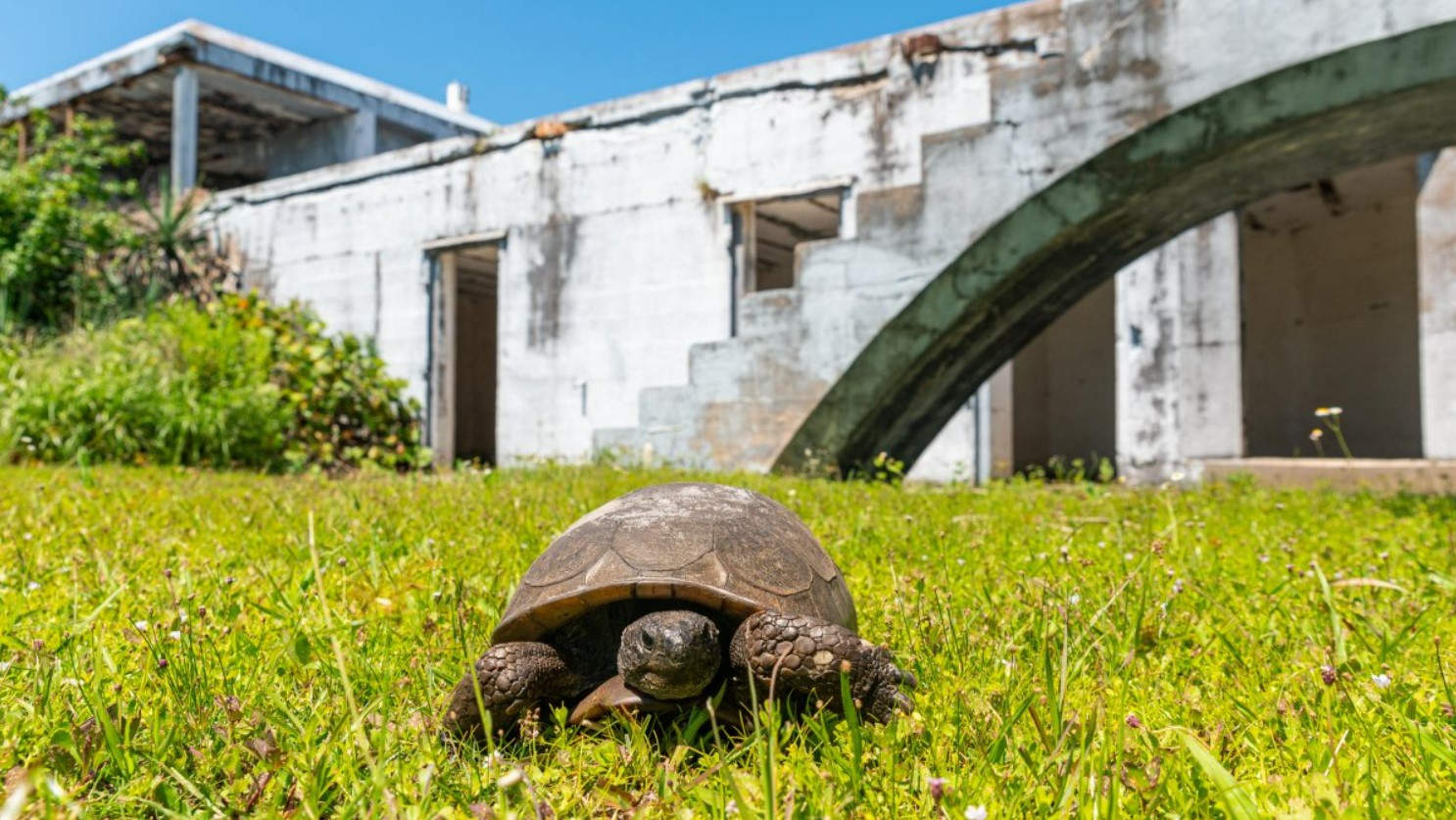 a turtoise on the island