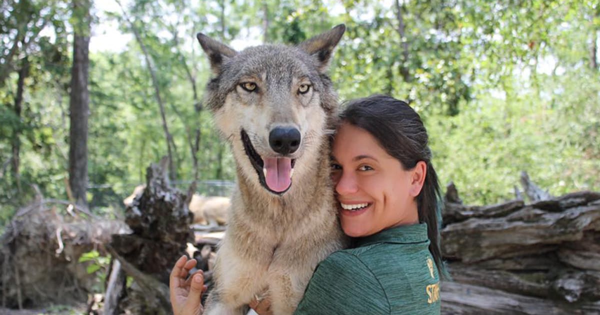 a wolf and a caretaker at the preserve
