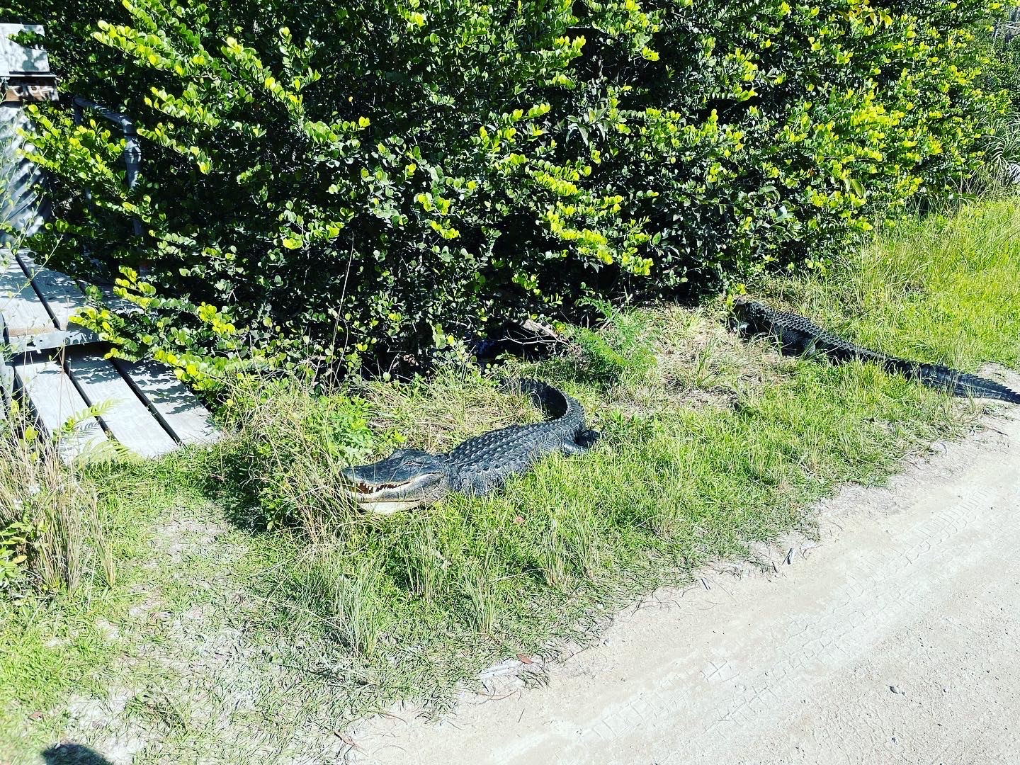 Alligators on the road.