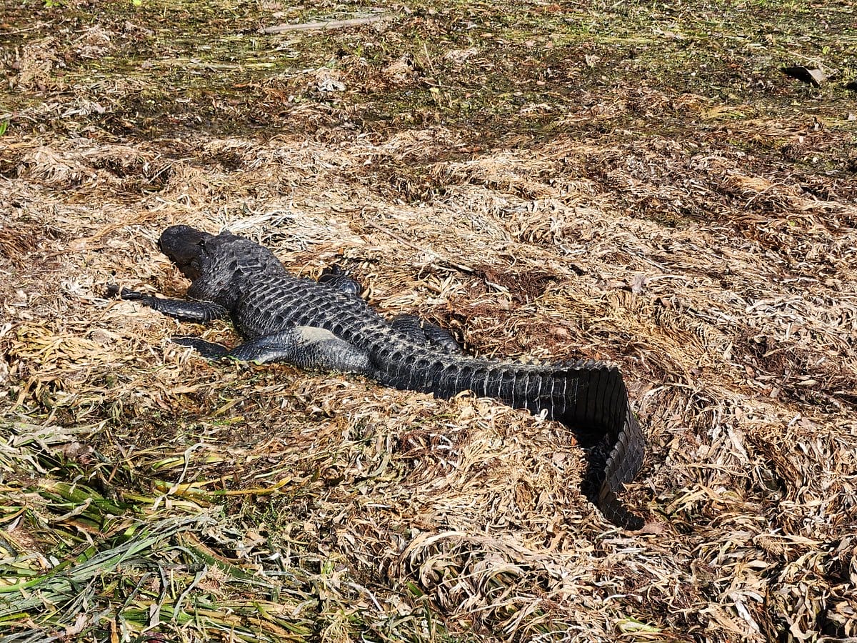 An alligator in silver springs state park