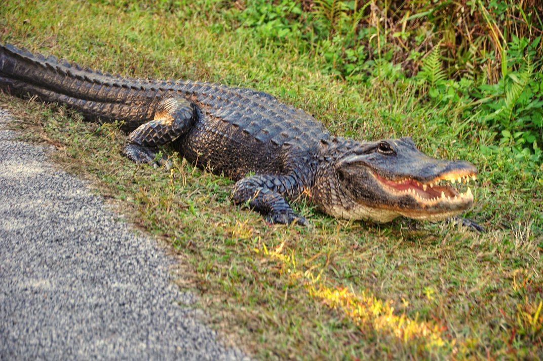 an alligator roaming in the park
