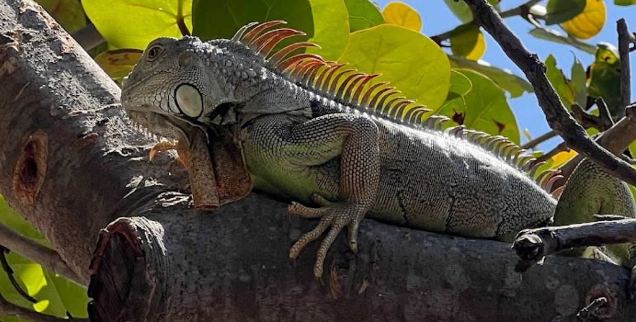 an iguana in the park