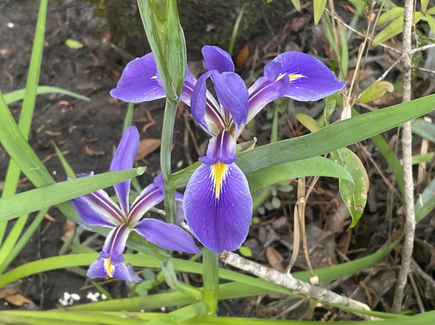 An image of a flower in the area