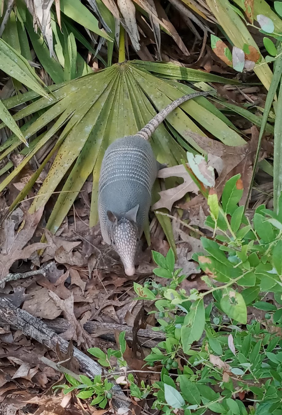 An armadillo foraging in the woods