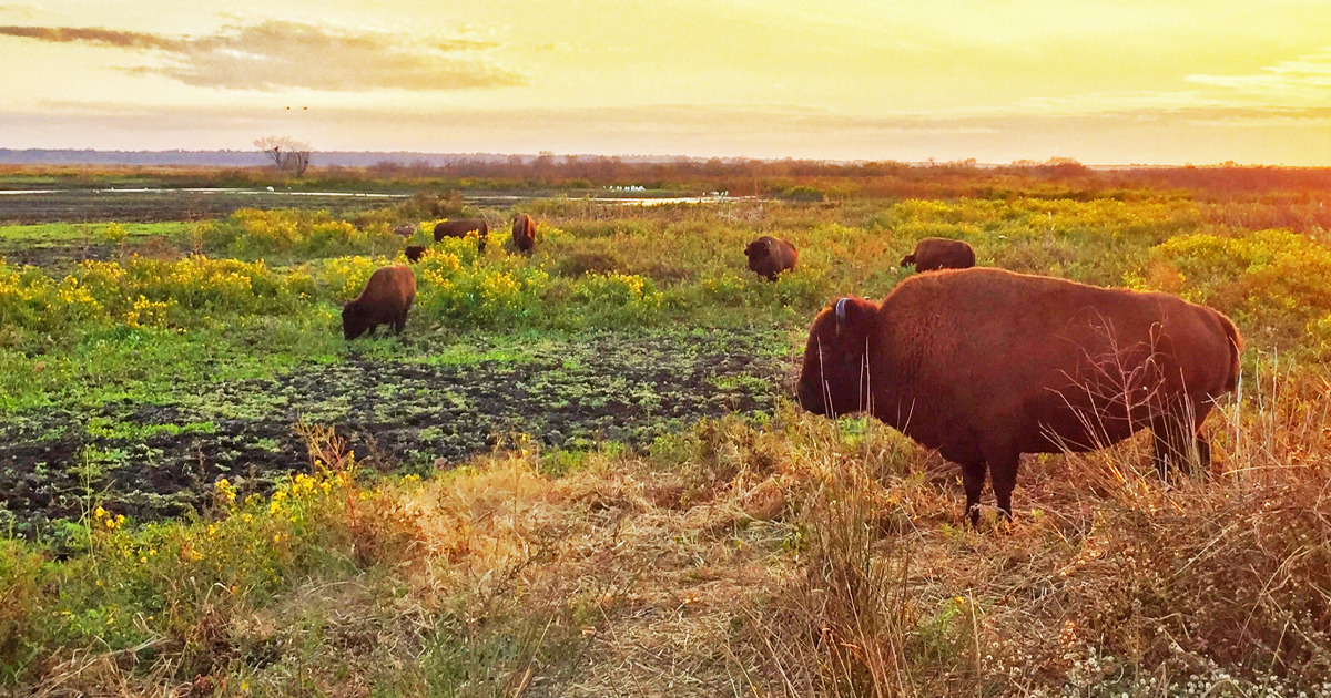 Bison at Paynes Prairie State Park
