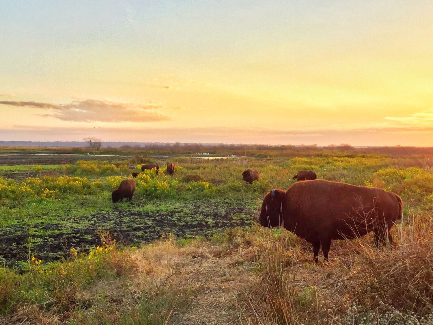 Bisons at the Paynes Prairie State Park during sunset