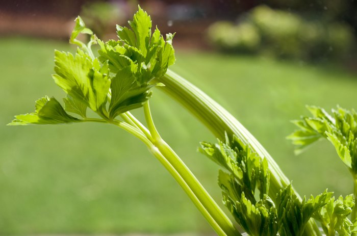 Celery, a famous produce in Pinecraft