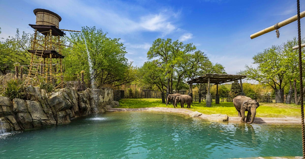 A trio of elephants at Fort Worth Zoo