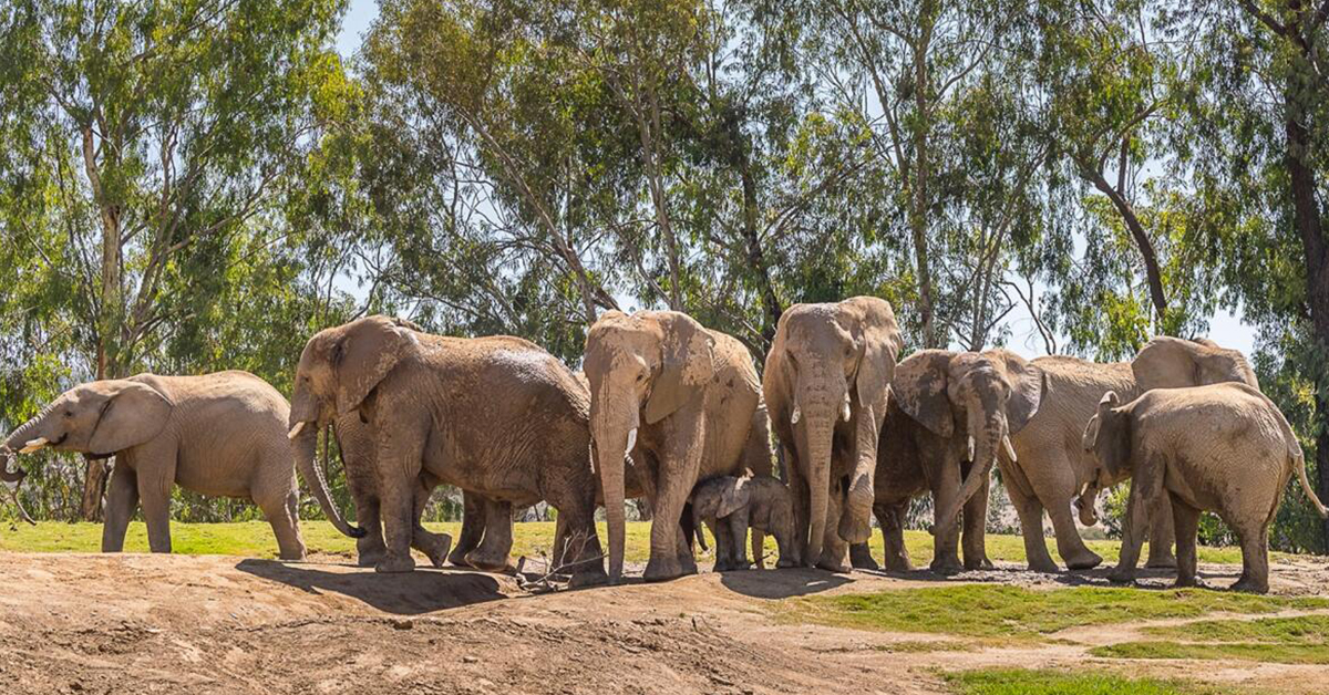 Elephants at the iconic San Diego Zoo.
