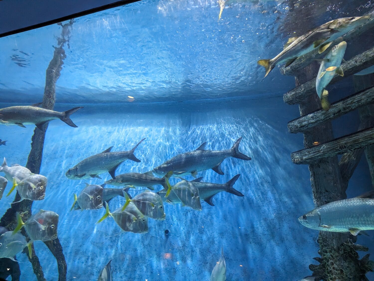  A school of fish on the aquarium inside the restaurant