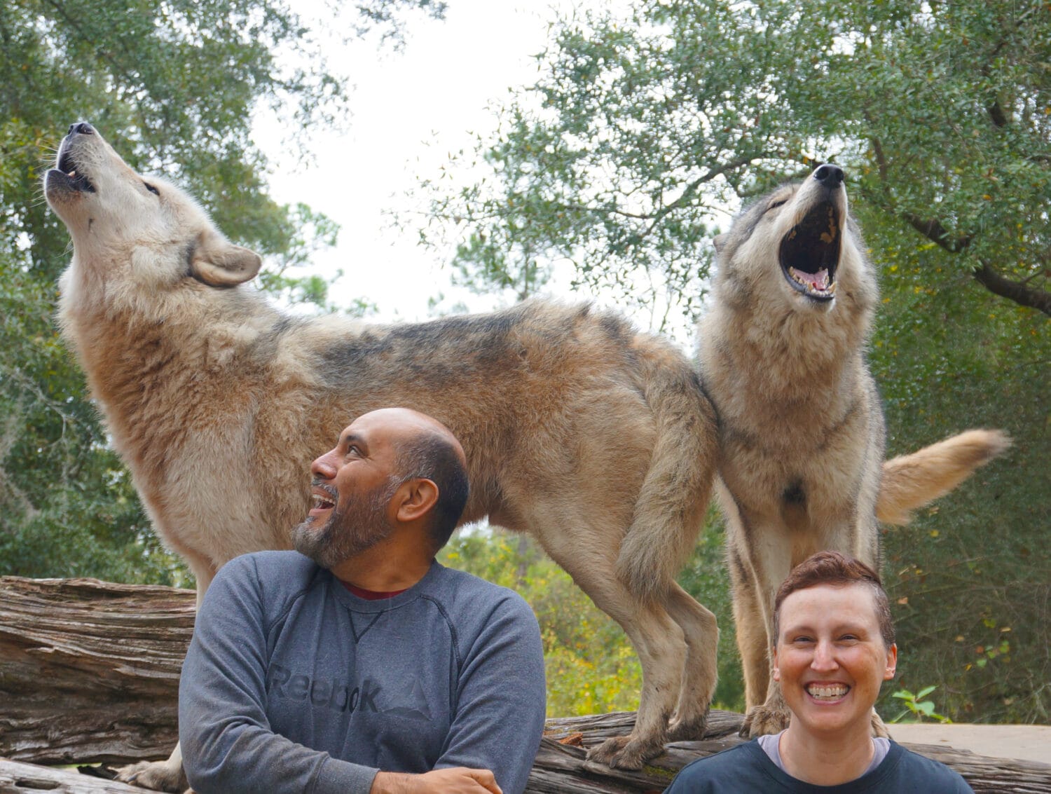 Happy men enjoying a close up encounter with the wolves.