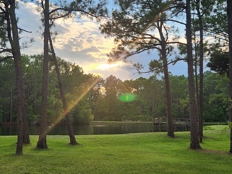 Sunset views through the pines by the pond