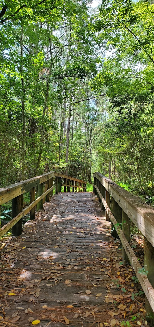 A wooden boardwalk meandering through the forest