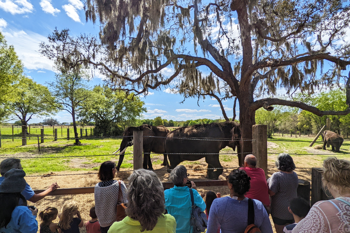 People enjoying an educational experience with the gentle giants