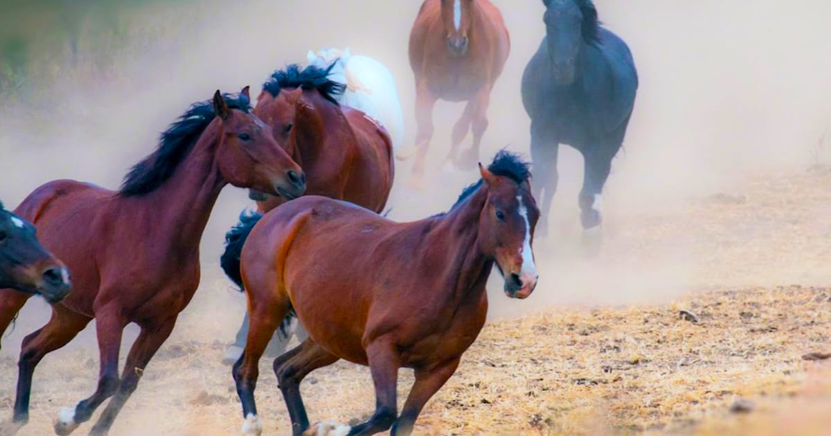 Return to Freedom Wild Horse Conservation