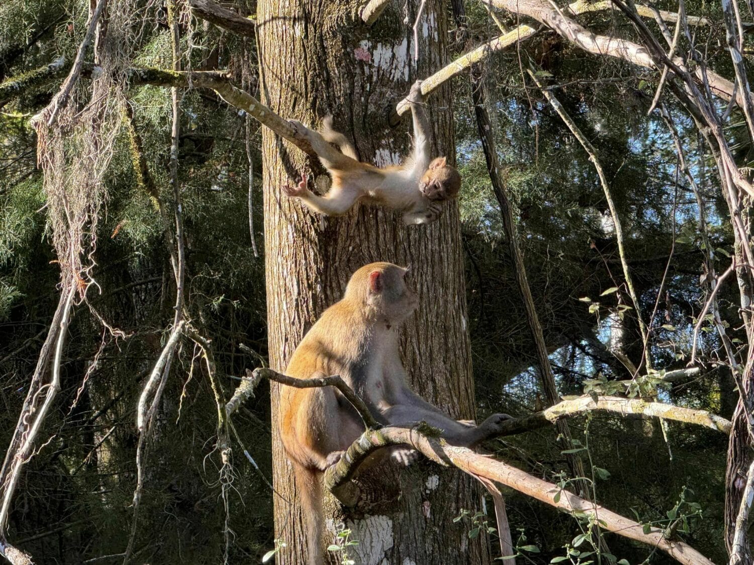 Rhesus monkeys roaming around in the park