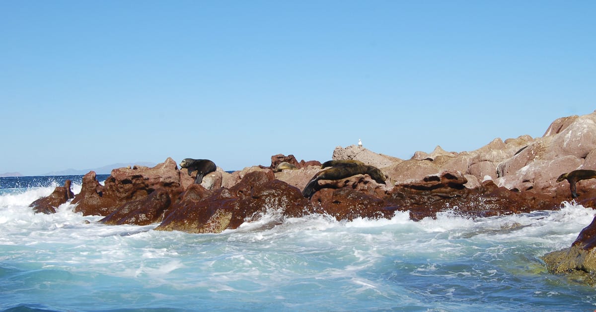 A couple of sea lions at Los Islotes