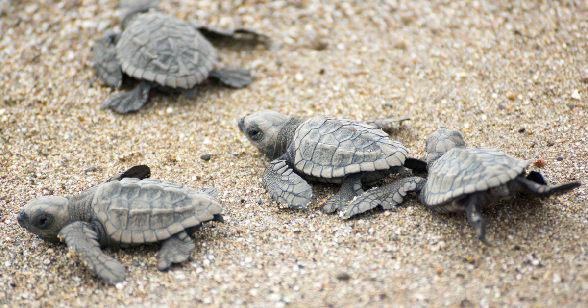 Sea turtles in Isla Mujeres.