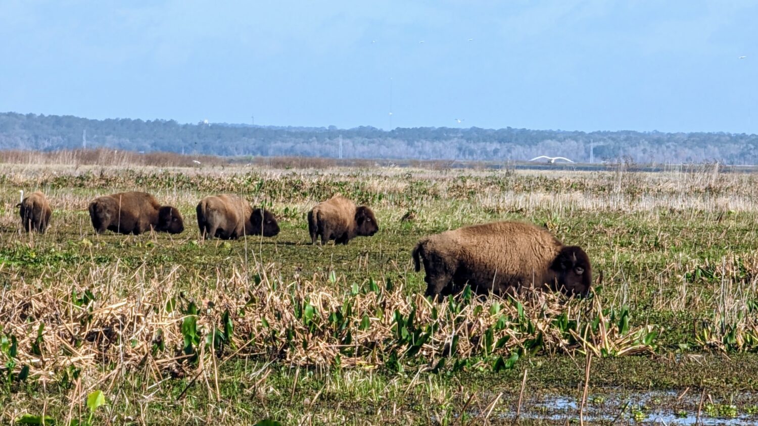 The Bison at Paynes Prairie State Park