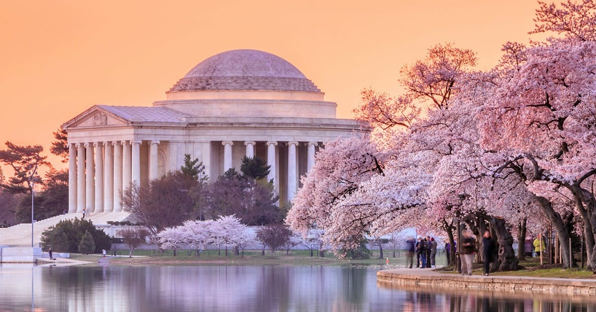The cherry blossoms in Washington DC in spring.