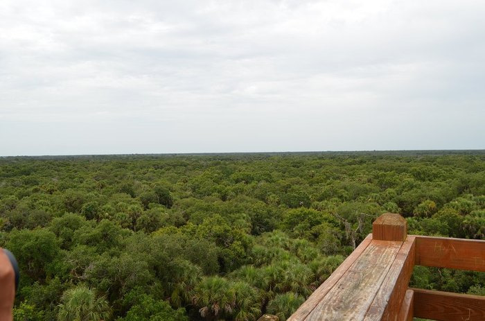 the expansive view from a lookout point showcases a vast flat expanse of a forest canopy stretching to the horizon a sea of green under a wide open sky