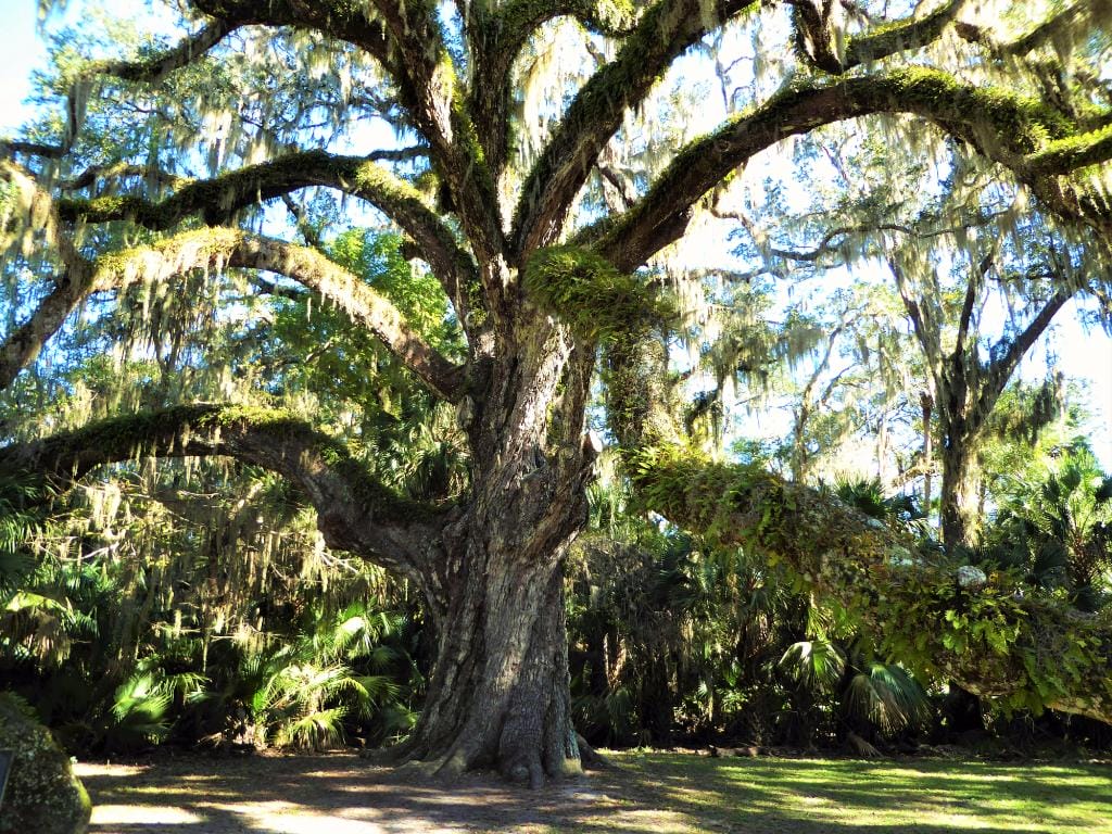the oldest tree in the park