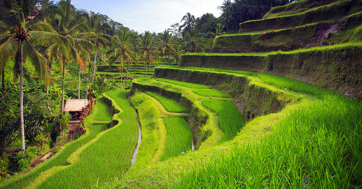 the verdant rice paddies of bali